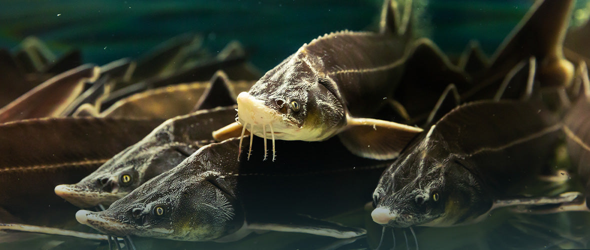 A Guide to Sustainable Caviar: Wild vs. Farmed | Petrusco